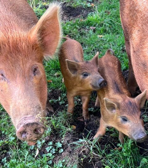 Ewhurst Park Animal Spotlight: Piglets - Mandy Lieu